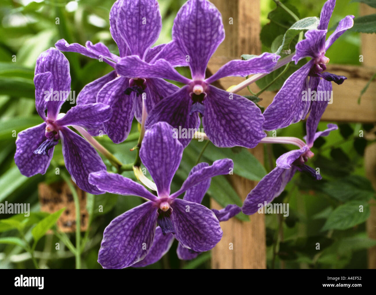 Vanda pat delight hi-res stock photography and images - Alamy