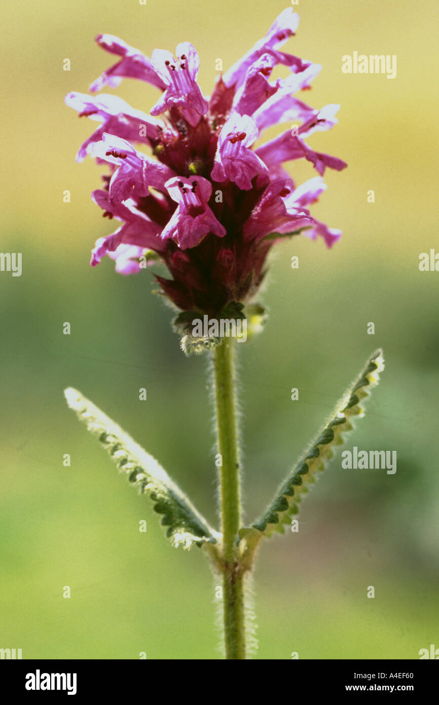 Medicinal plant purple blossom of Betony Stachys officinalis Stock ...