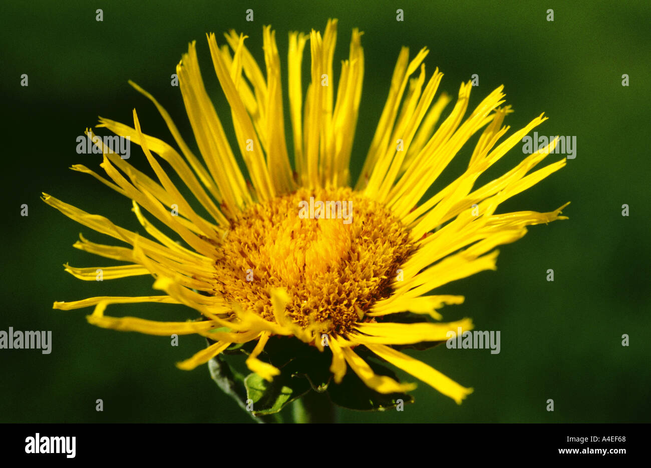 Medicinal plant yellow blossom of Elecampane Inula helenium Stock Photo ...
