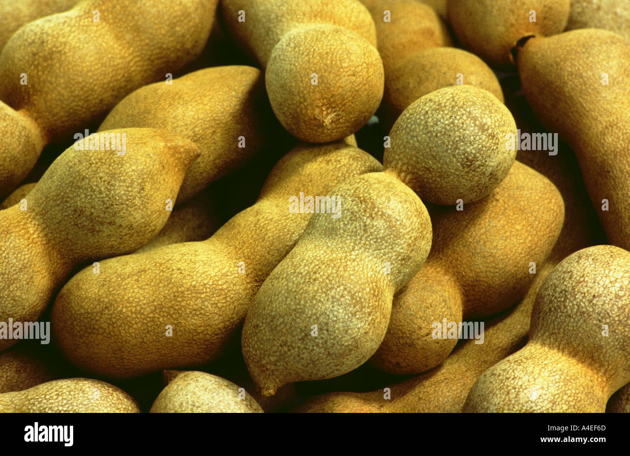 Tropical fruits Tamarind Tamarindus indica Stock Photo - Alamy