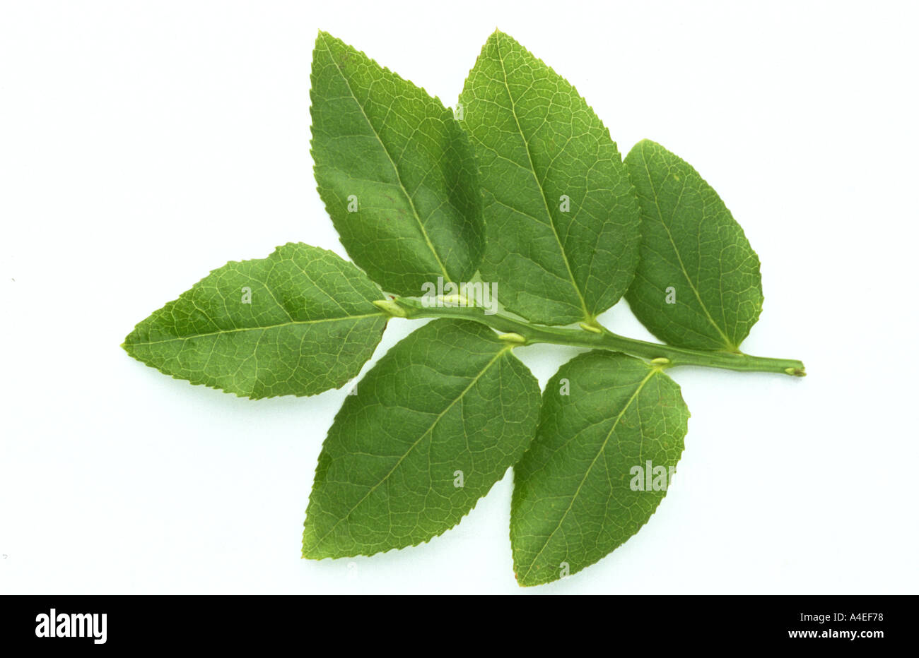 Medicinal plant leaves of Blueberry Myrtilli folium Stock Photo - Alamy