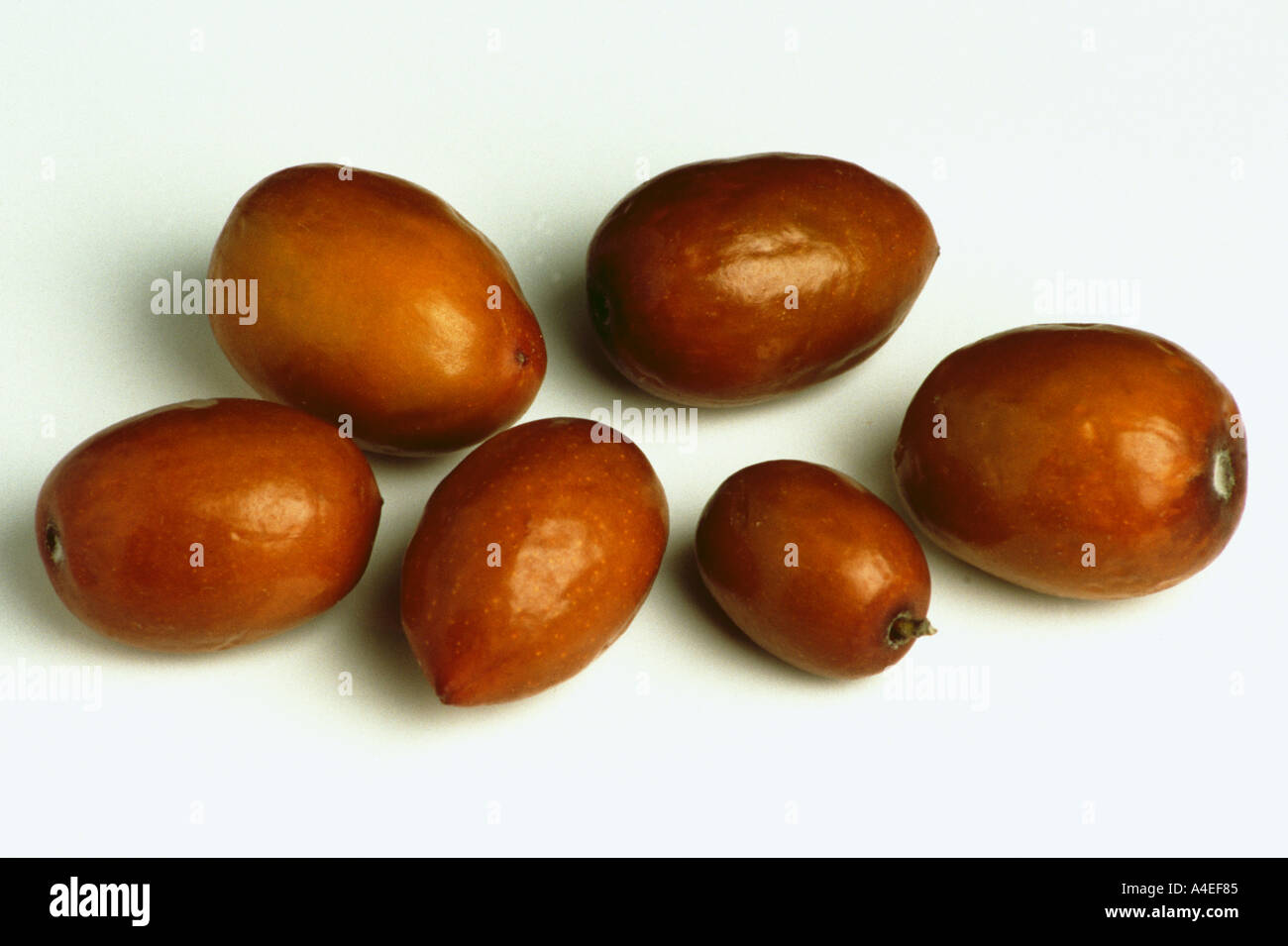 Tropical fruits Red Jujube Dates Zizyphus jujuba Mill Stock Photo - Alamy