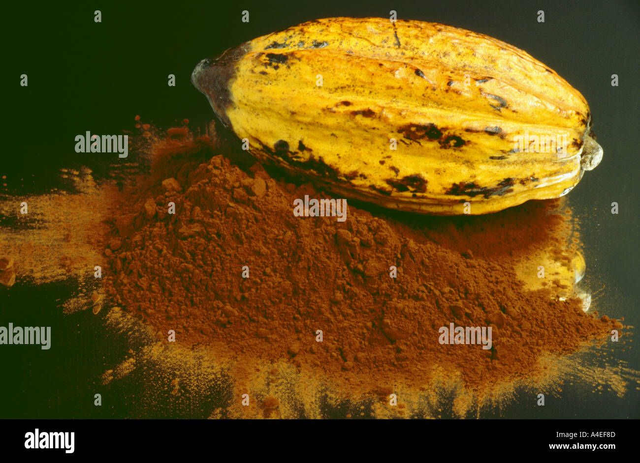Fruit of the cacoa plant Theobroma cacoa Stock Photo - Alamy