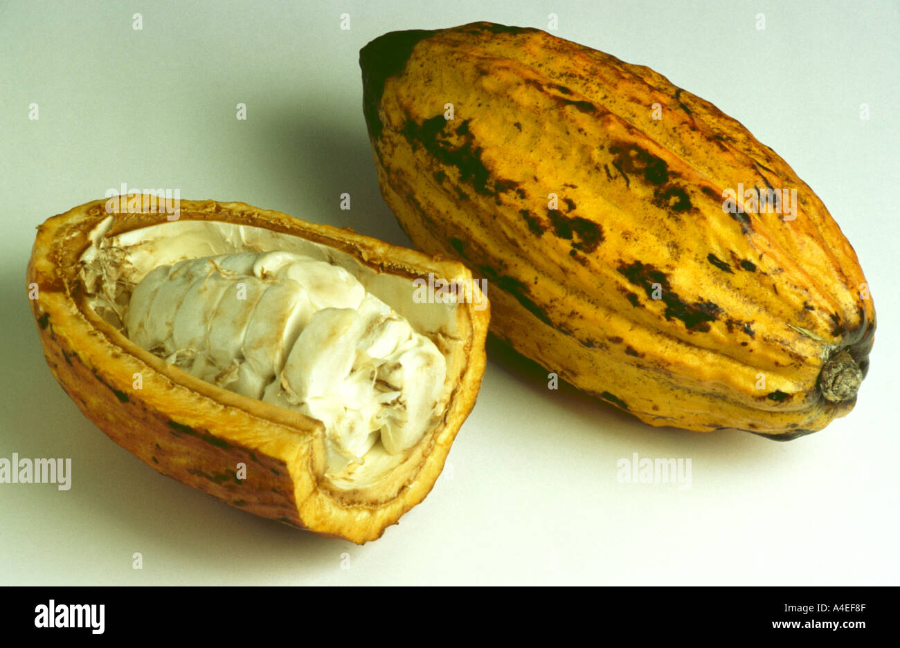 Fruit of the cacoa plant Theobroma cacoa Stock Photo - Alamy