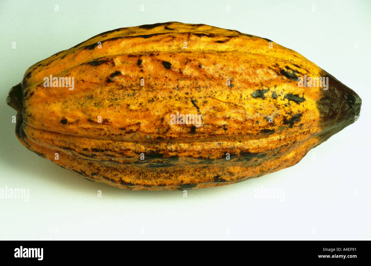 Fruit of the cacoa plant Theobroma cacoa Stock Photo - Alamy