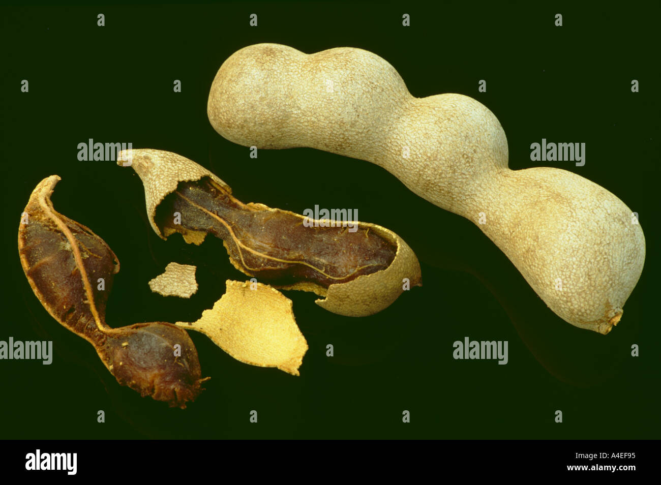 Tropical fruits Tamarind Tamarindus indica Stock Photo - Alamy
