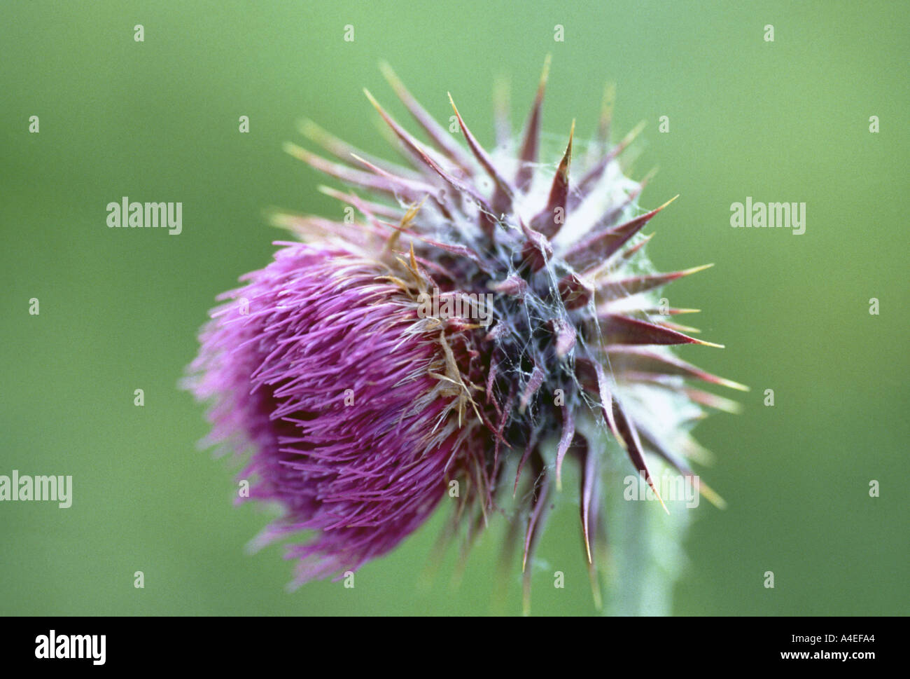 Cardus hi-res stock photography and images - Alamy