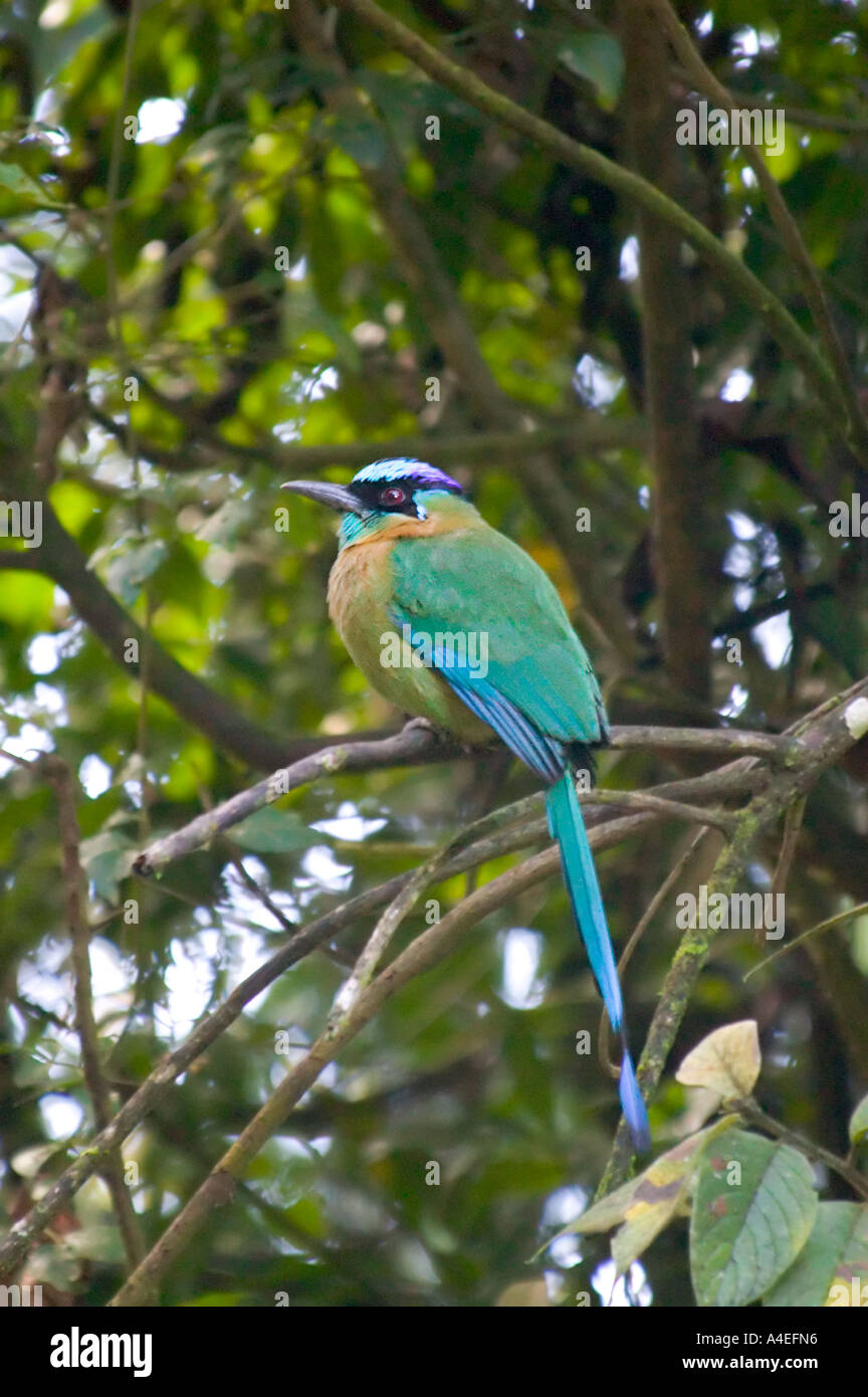Blue-crowned Motmot, Monteverde Cloud Forest Reserve, Central Pacific ...