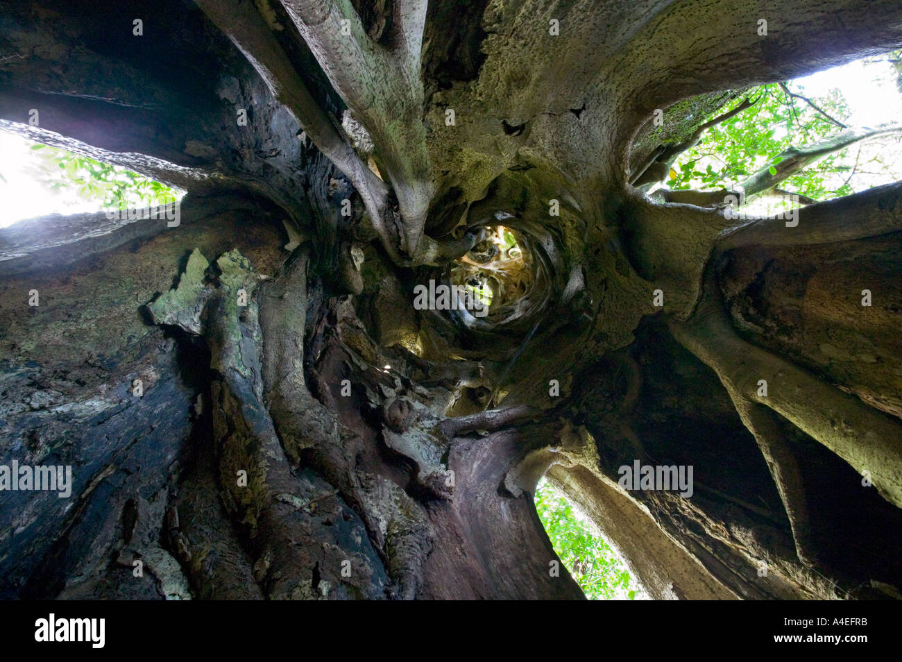 Inside a Strangler-fig tree, Monteverde Cloud Forest Reserve, Central ...
