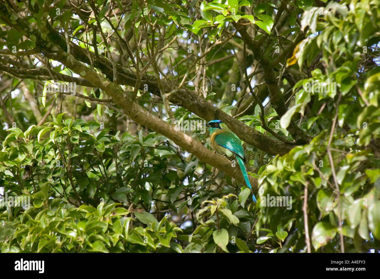 Blue-crowned Motmot, Monteverde Cloud Forest Reserve, Central Pacific ...