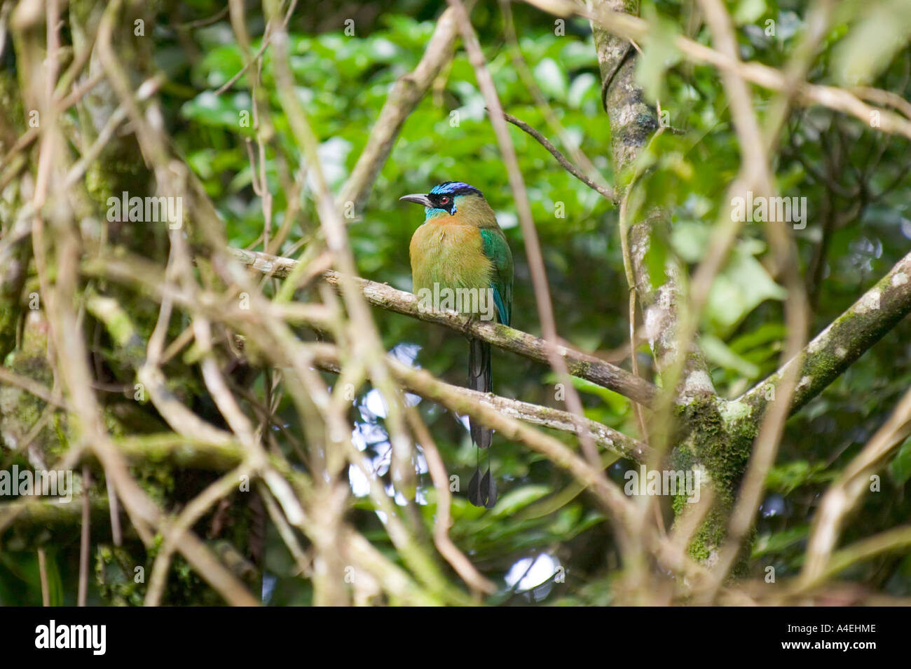 Blue-crowned Motmot, Monteverde Cloud Forest Reserve, Central Pacific ...