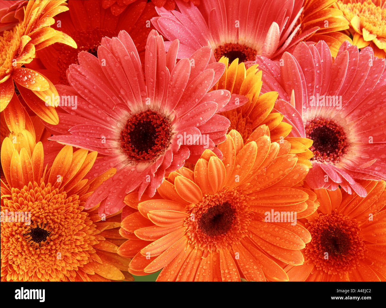 Gerbera gerbera hi-res stock photography and images - Alamy