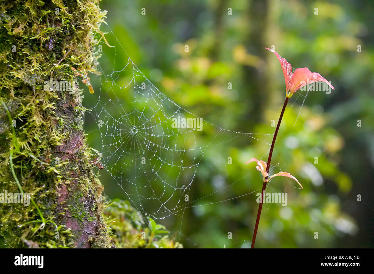 Detail of spiders web, Monteverde Cloud Forest Reserve, Central Pacific ...