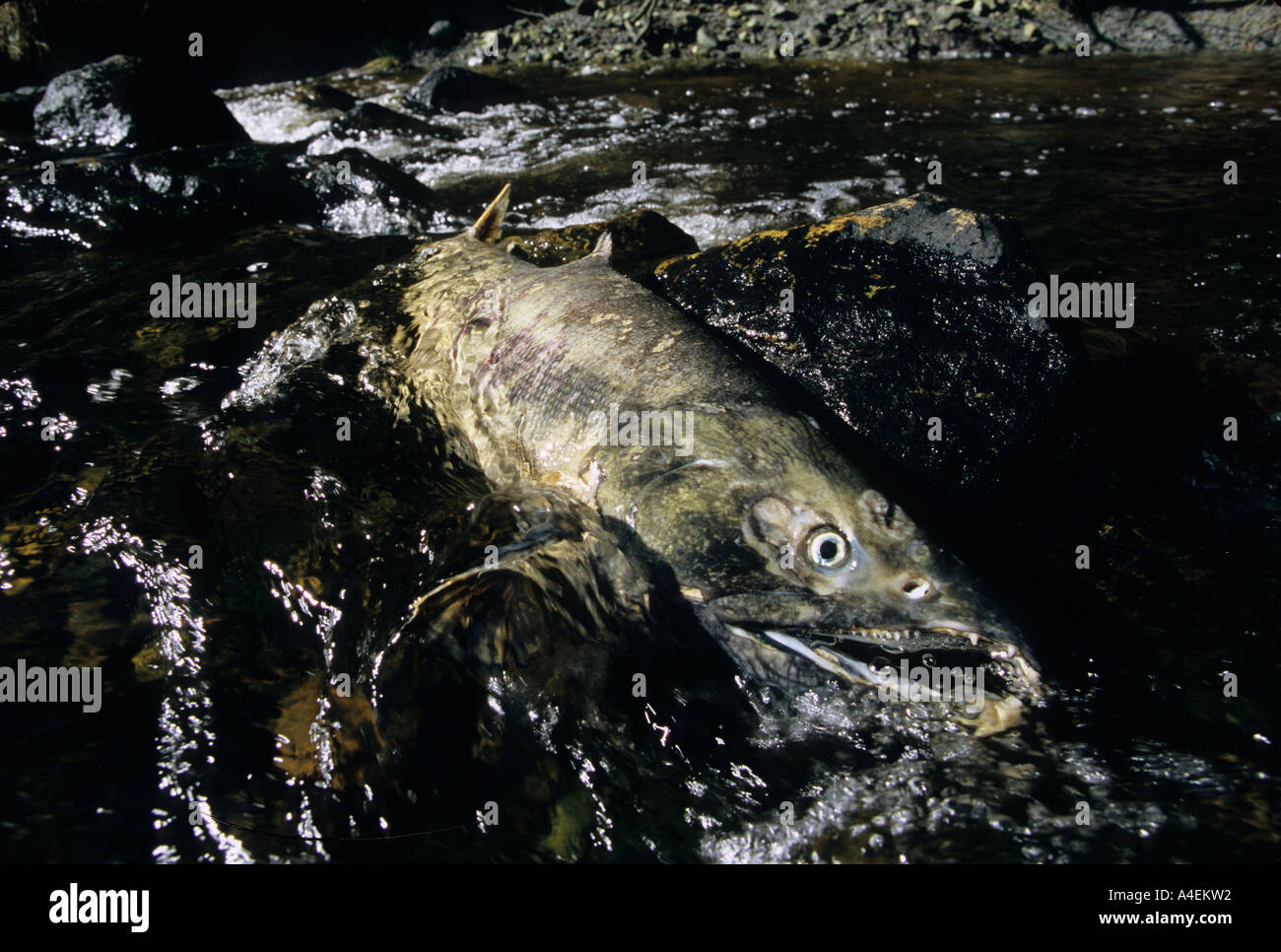Dead salmon hi-res stock photography and images - Alamy