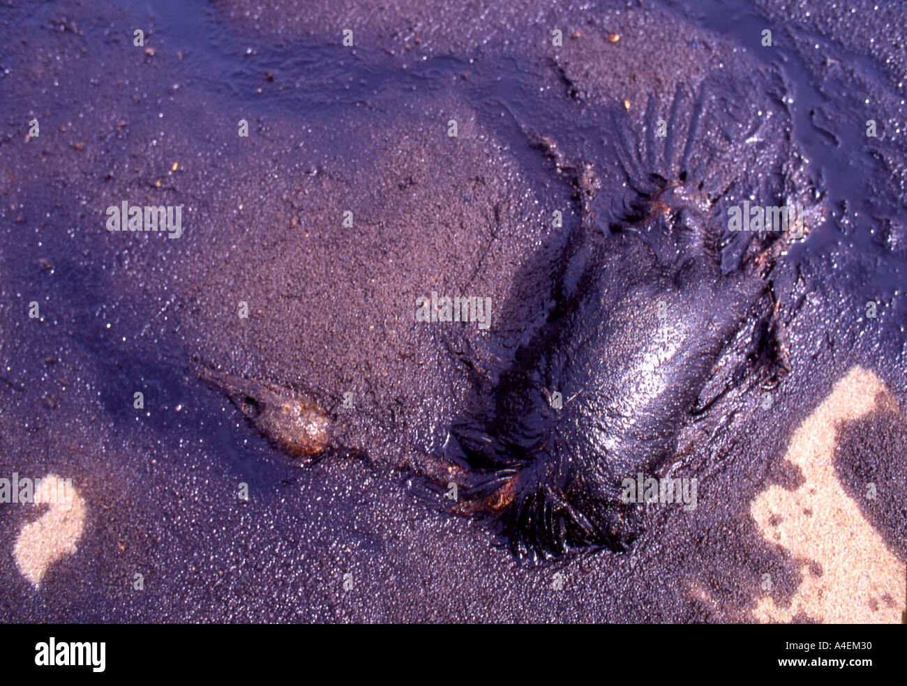 Dead oil covered cormorant on the shoreline of a beach Saudi Arabia ...