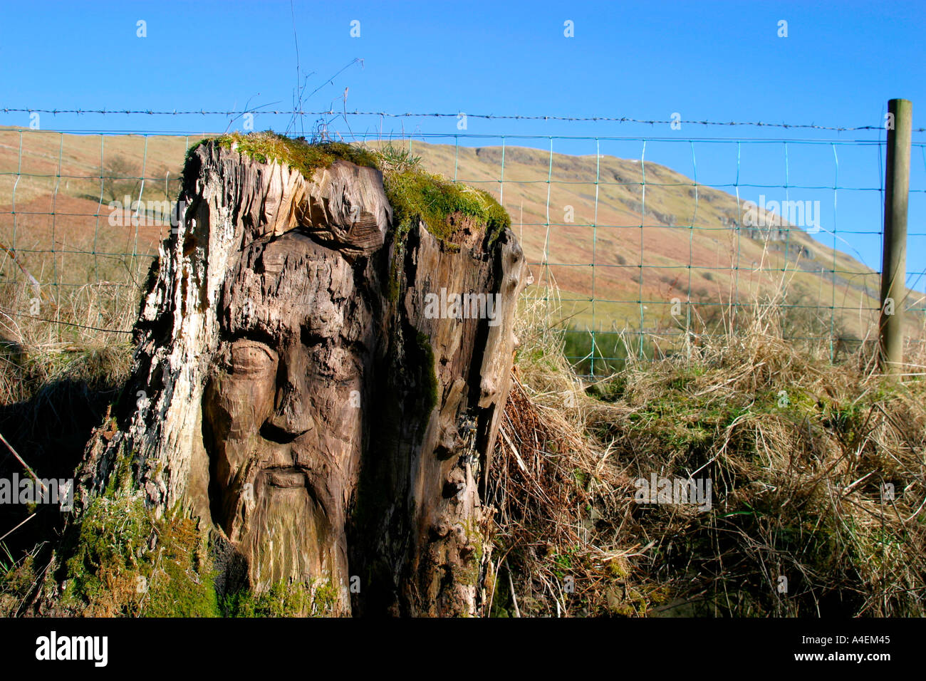 Tree stump and feature hi-res stock photography and images - Alamy