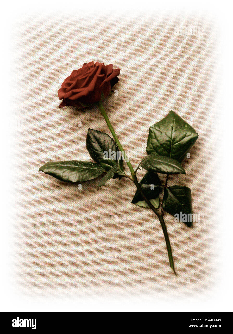 Antique tinted look single red rose Stock Photo - Alamy