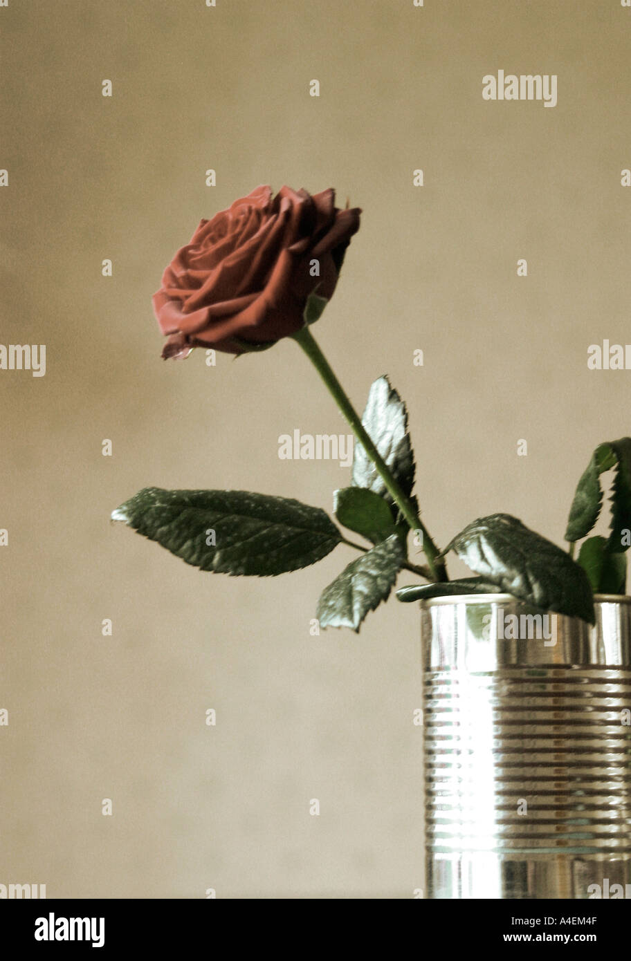 Rose tinted hi-res stock photography and images - Alamy