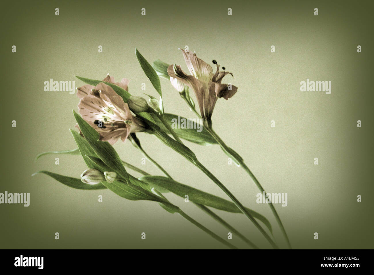 Hand tinted hi-res stock photography and images - Alamy