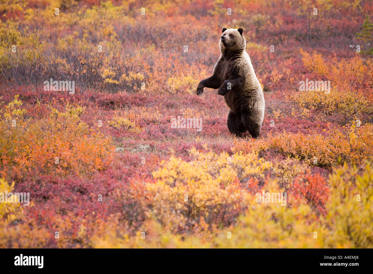 alaska denali national park grizzly bear in fall foliage Stock Photo - Alamy