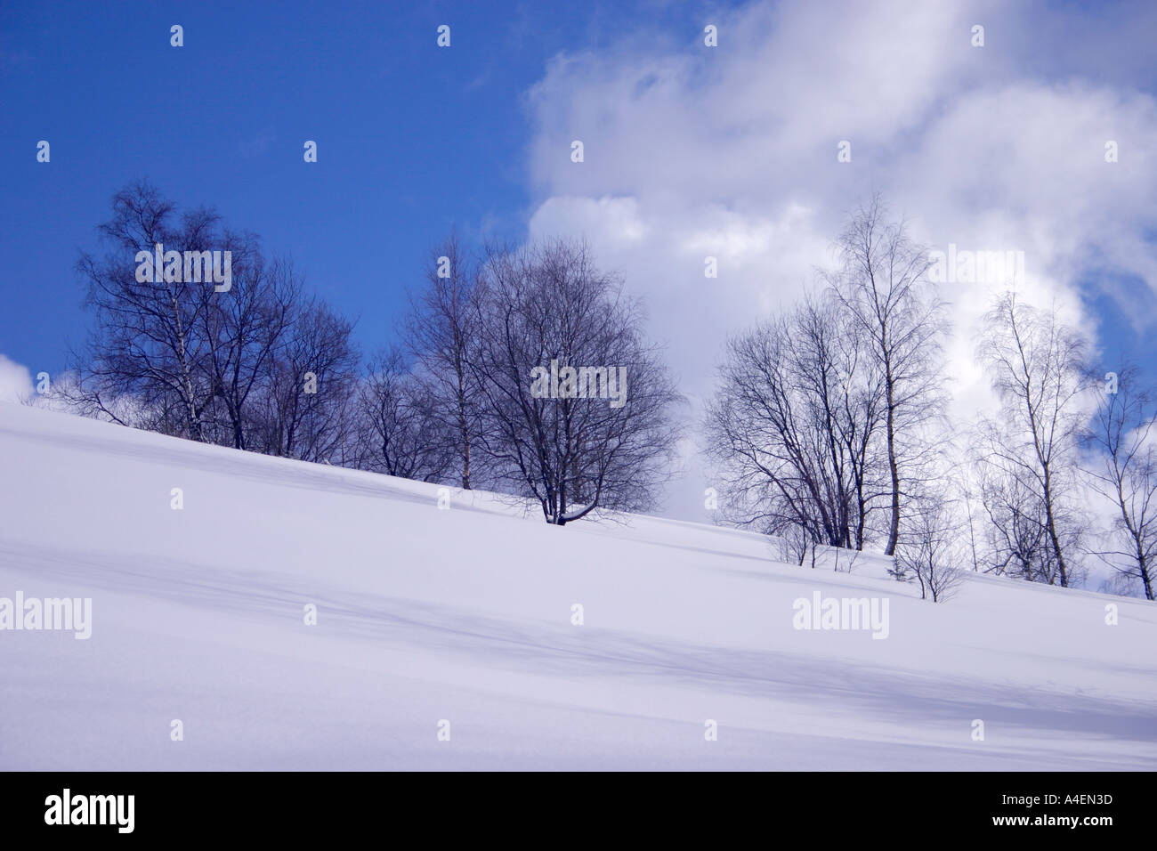 Winter in the Harz low mountain range Stock Photo - Alamy