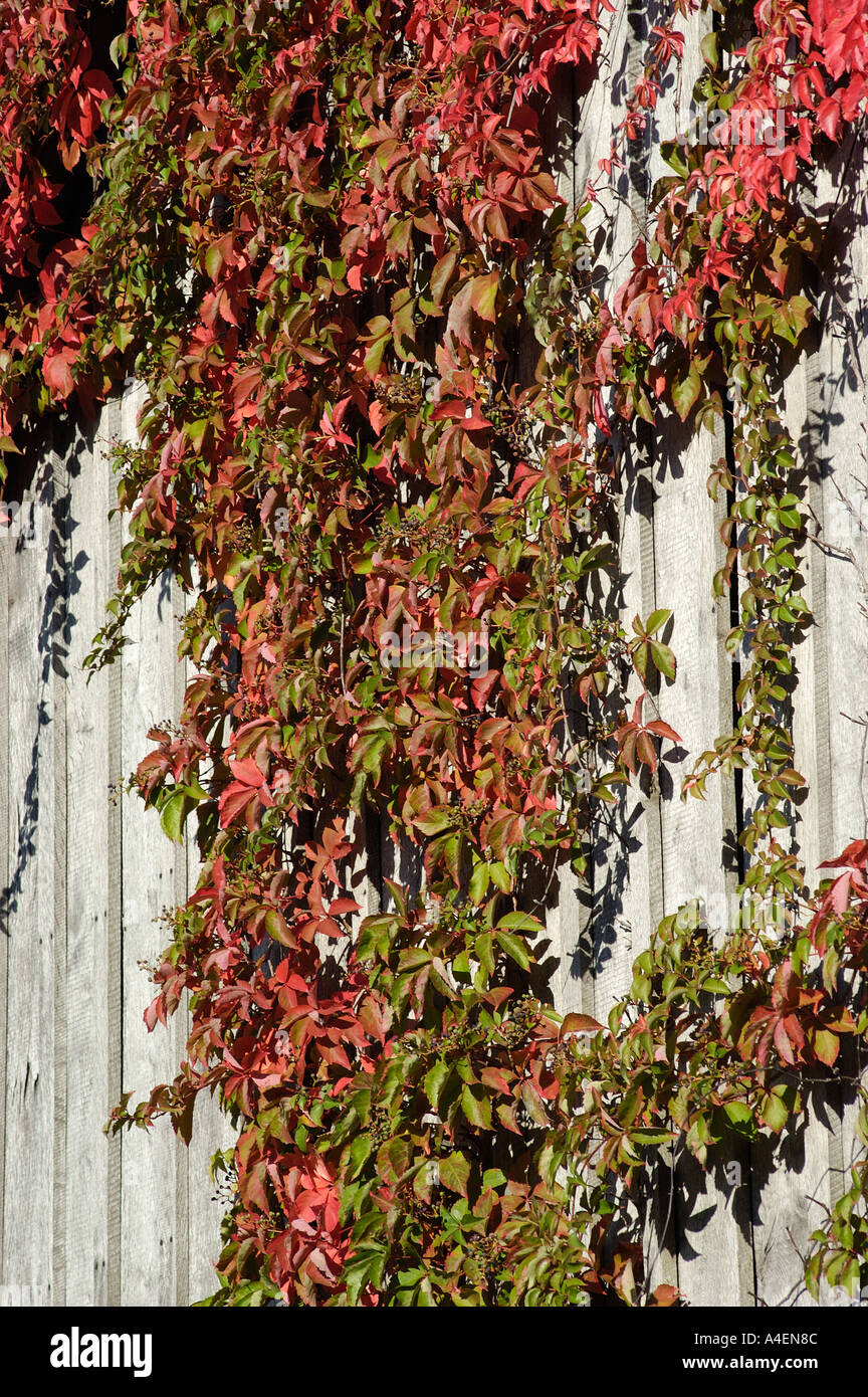 Colorful wild vine Stock Photo - Alamy