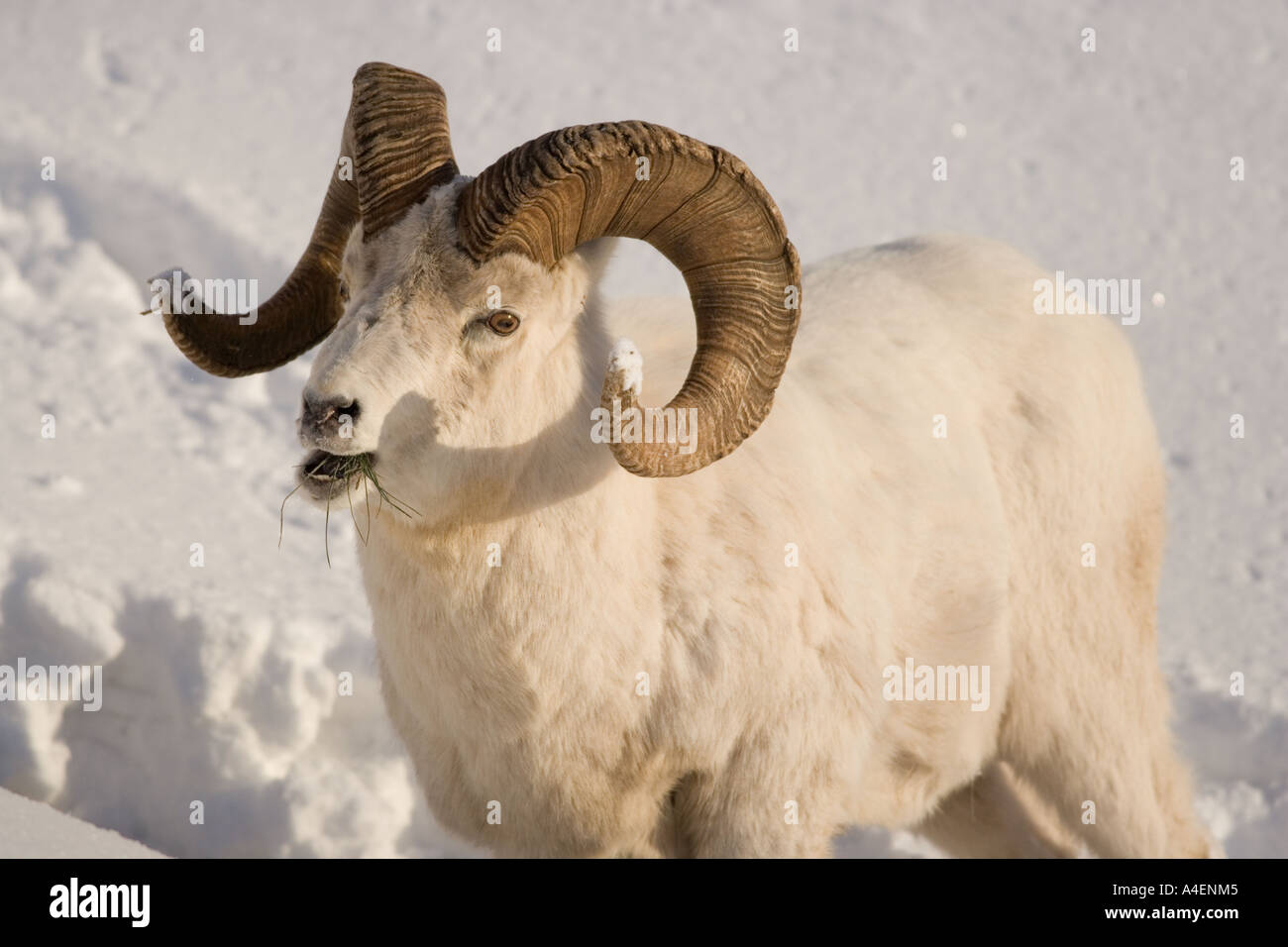 alaska turnagain arm dall sheep in december snow Stock Photo - Alamy