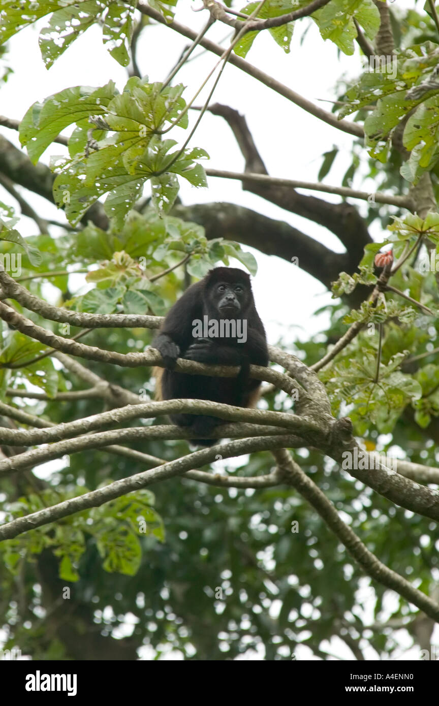 Howler monkey in tree outside Dos de Tilarán enroute to Monteverde ...