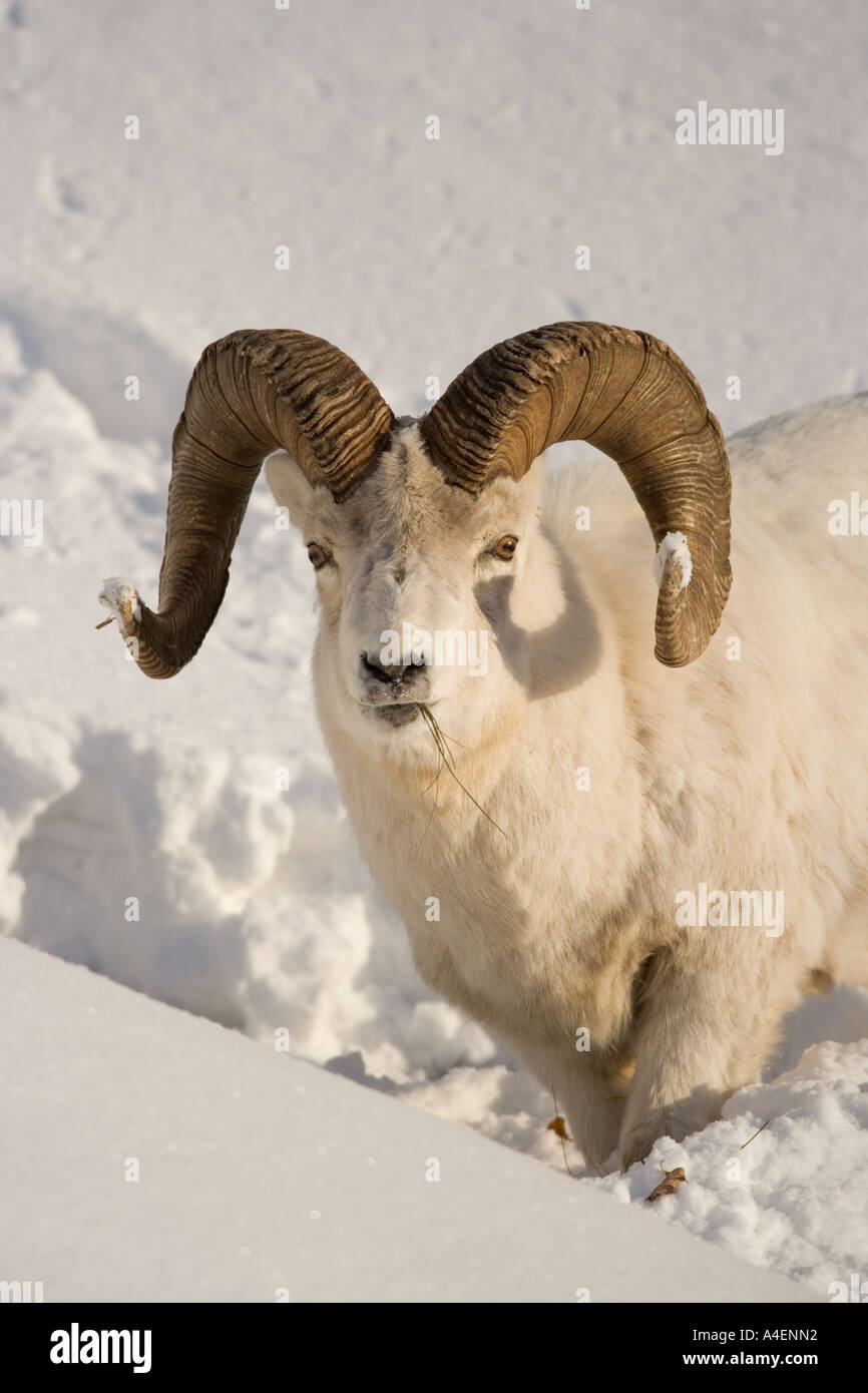 Turnagain arm alaska dall sheep hi-res stock photography and images - Alamy