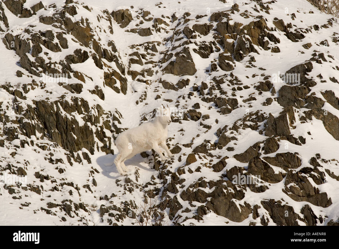 Turnagain Arm Alaska Dall Sheep High Resolution Stock Photography and ...