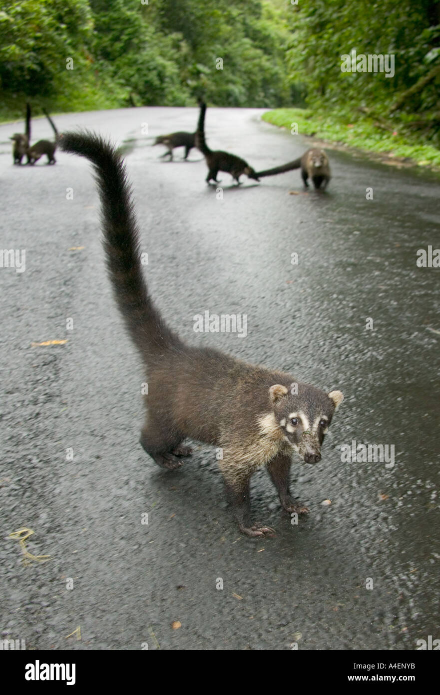 Coati band on road searching for food outside Nuevo Arenal, Zona Norte ...