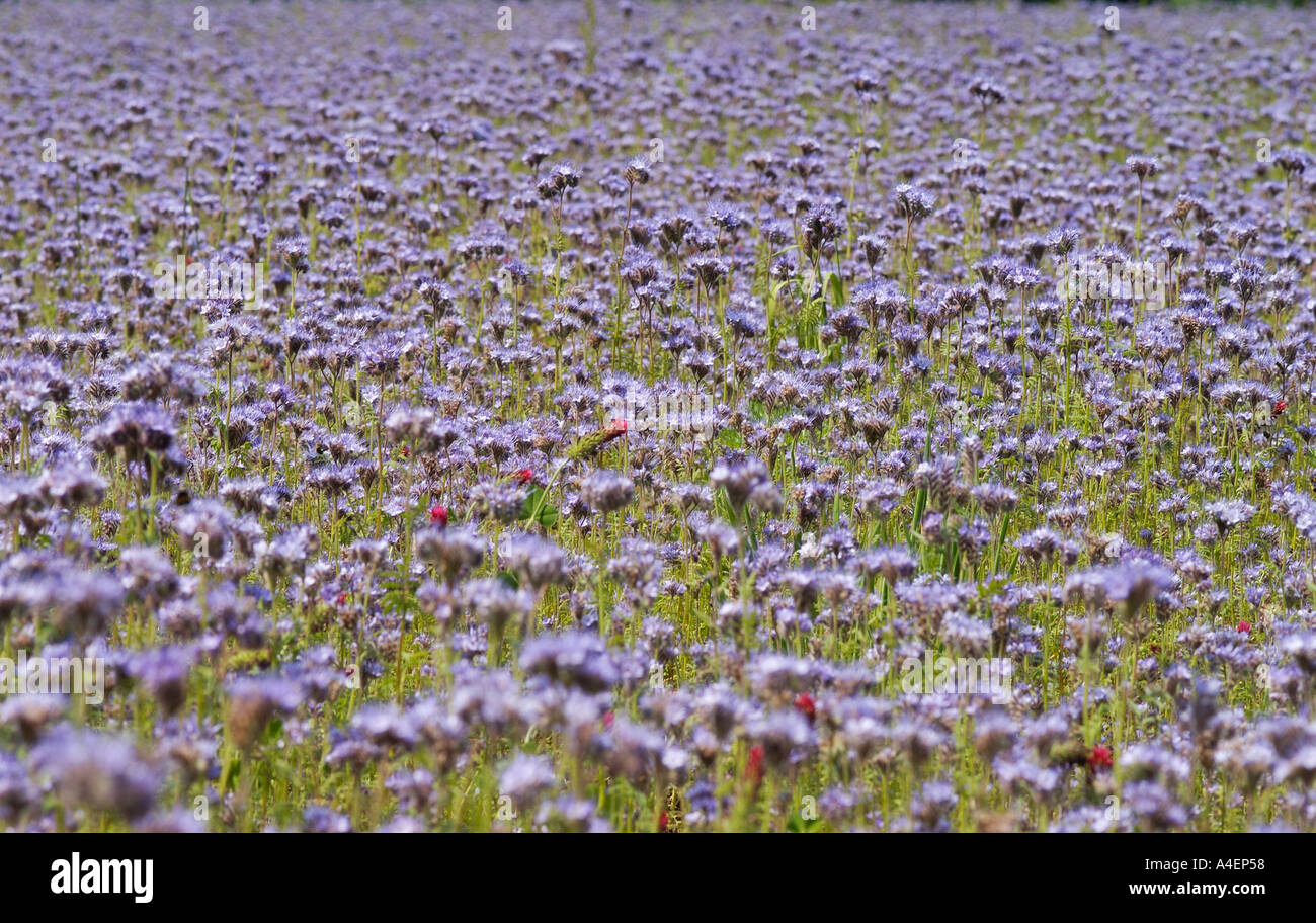 Field of thistles Stock Photo - Alamy