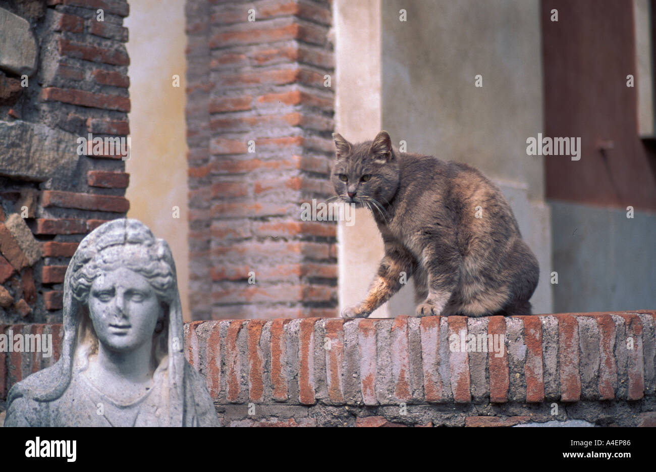 Rome cat hi-res stock photography and images - Alamy