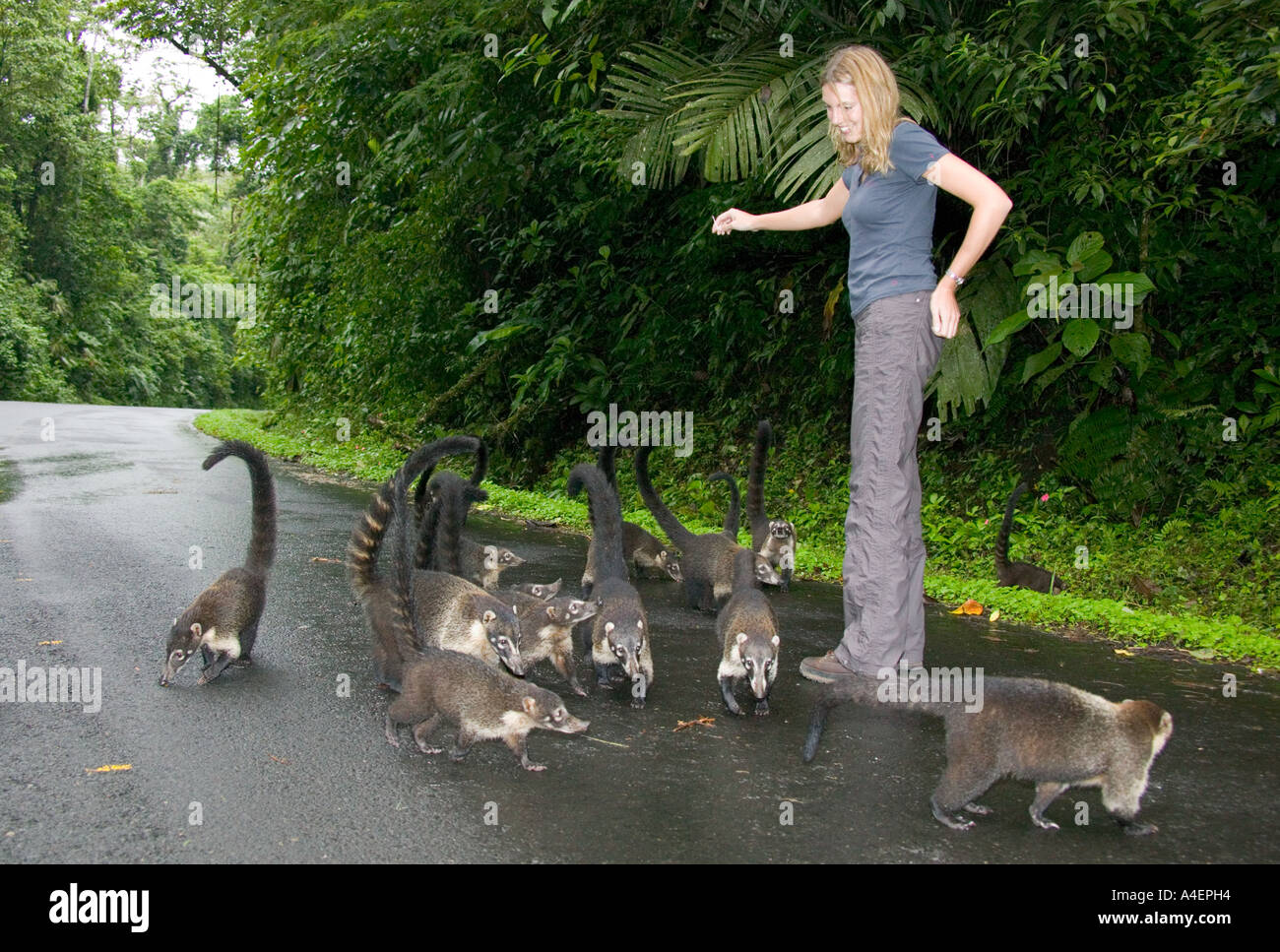 Coati band on road searching for food outside Nuevo Arenal, Zona Norte ...
