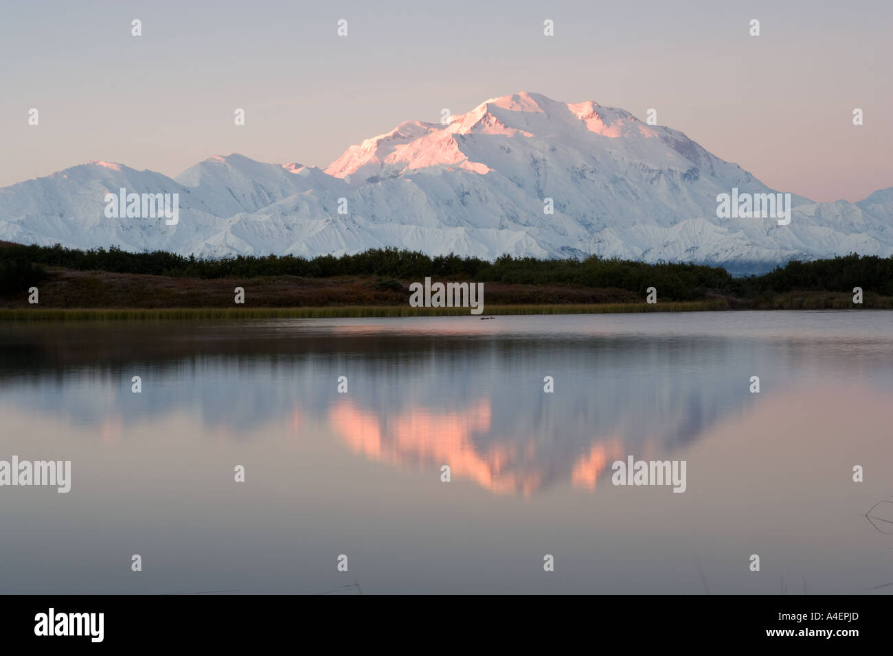 alaska denali mt mckinley in denali national park reflection pond and ...