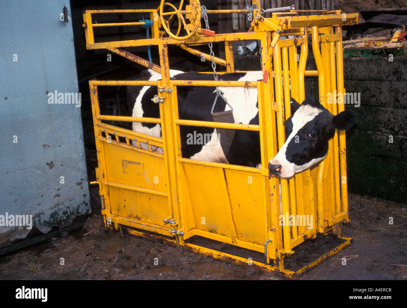 Cow crush hi-res stock photography and images - Alamy
