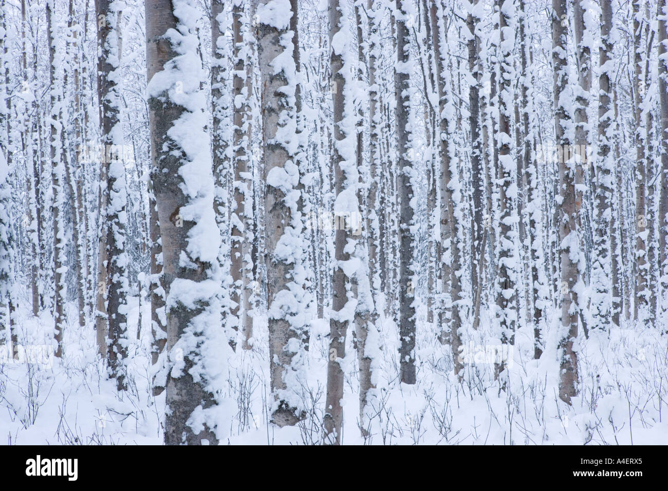 Alaska snow birch trees hi-res stock photography and images - Alamy