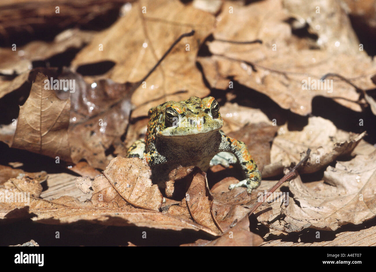 10925 Western toad Bufo boreas in backyard garden San Francisco ...