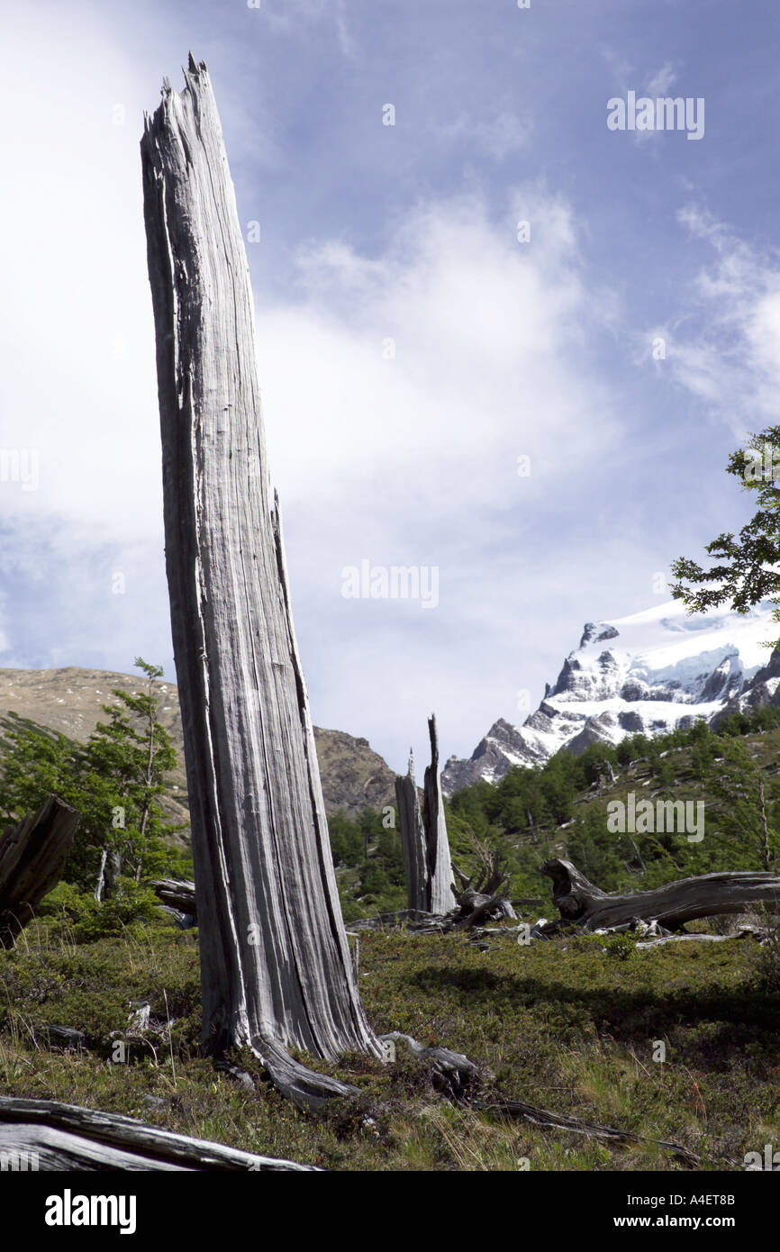 Dead trees in Torres del Paine National Park Patagonia Chile Parque ...