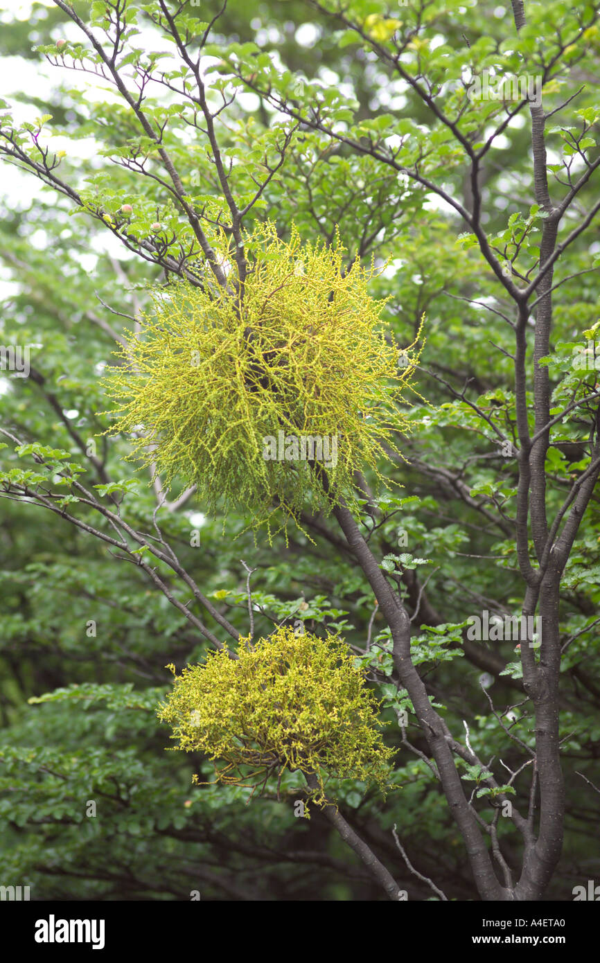 Parasitic plant living on trees in the Torres Del Paine National Park ...