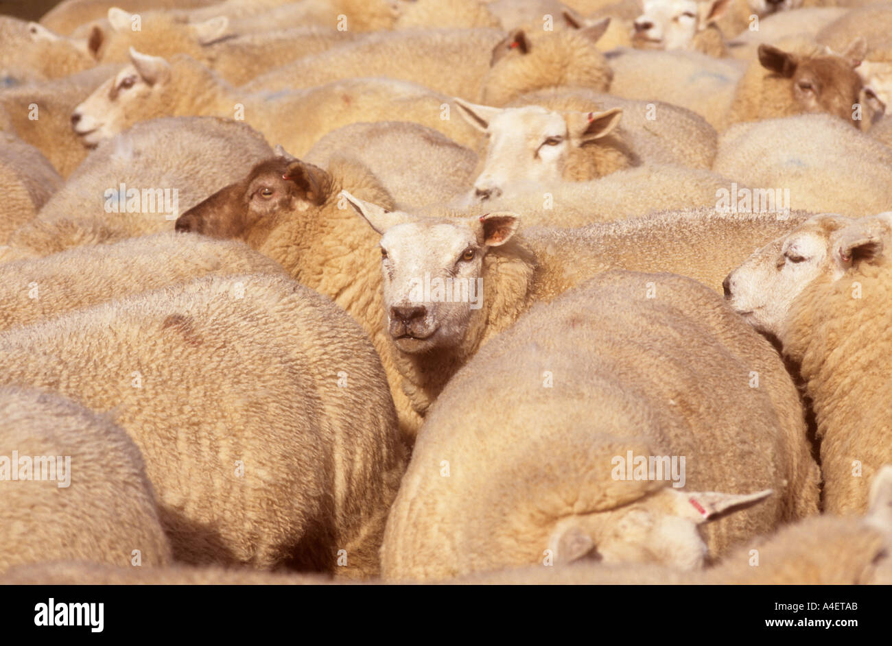 Flock of sheep Stock Photo - Alamy