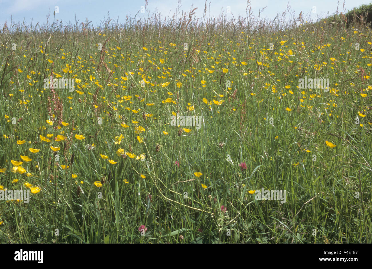 Mowing grass for silage hi-res stock photography and images - Alamy