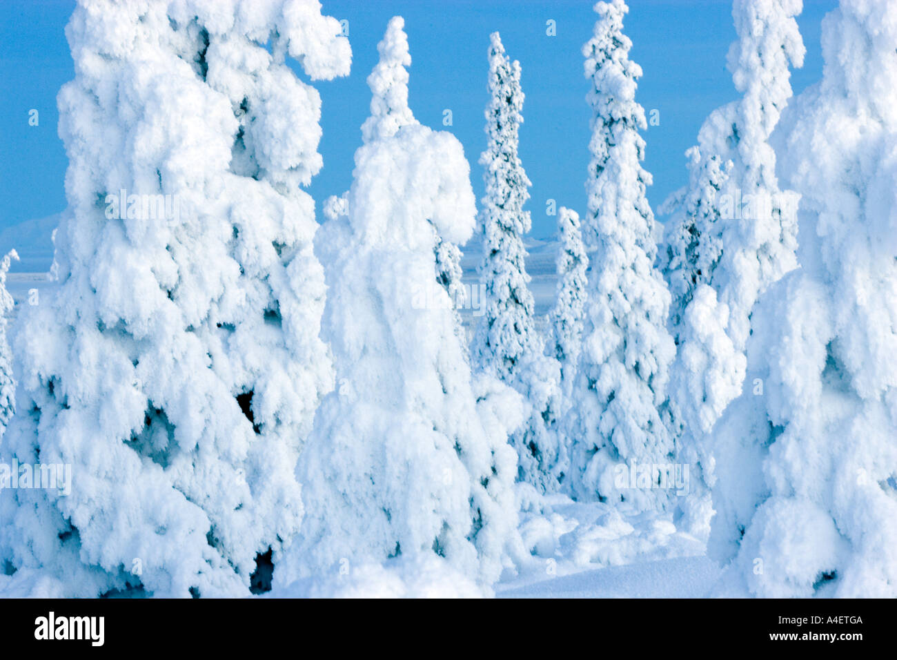 Spruce tree covered with frost alaska hi-res stock photography and ...