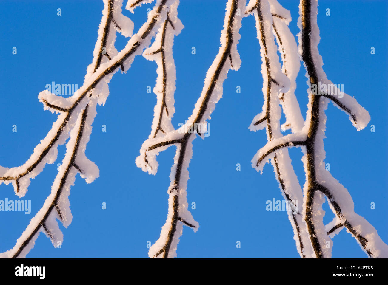 alaska matanuska valley frost covered trees in winter Stock Photo - Alamy