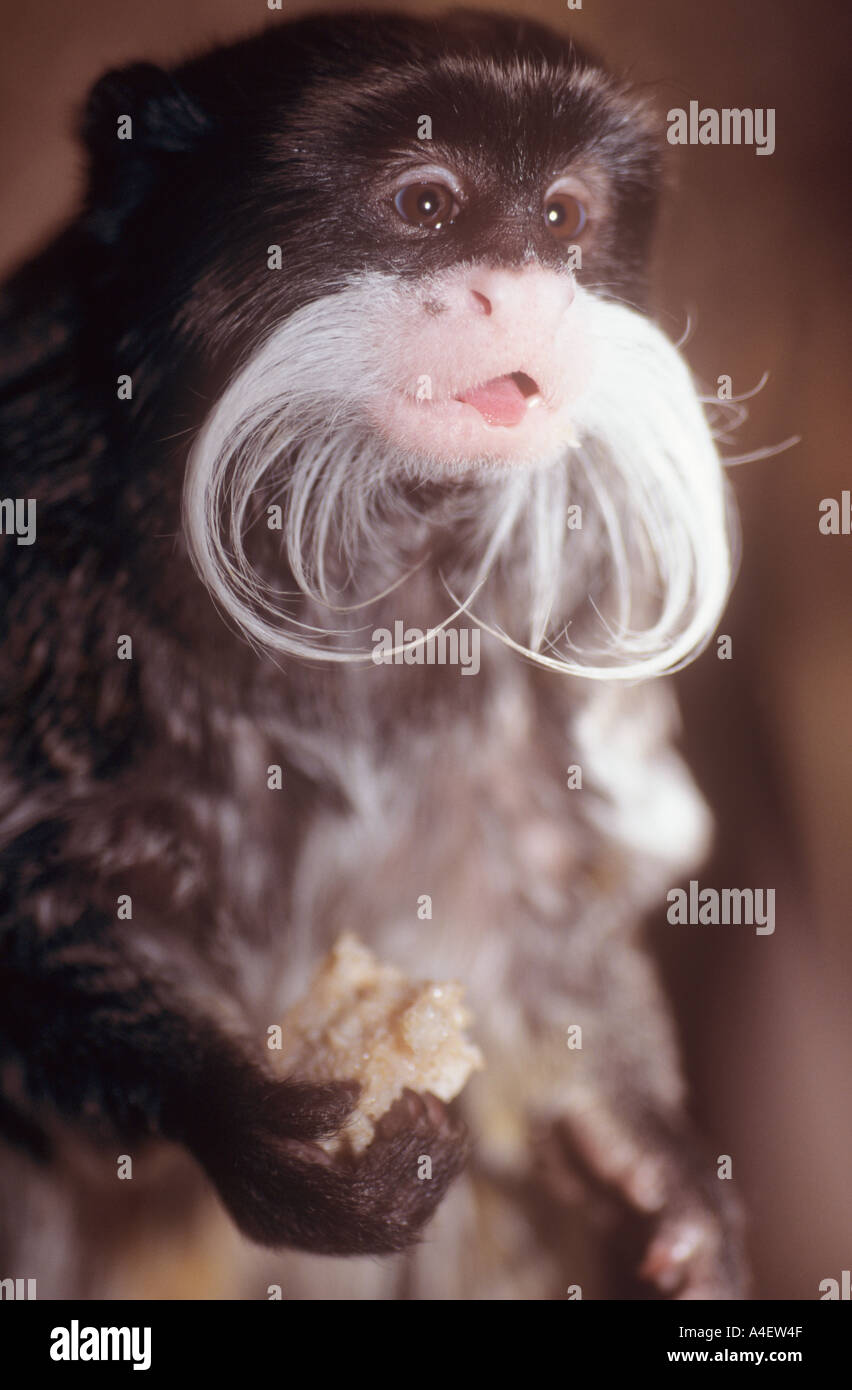 Wise emperor hi-res stock photography and images - Alamy