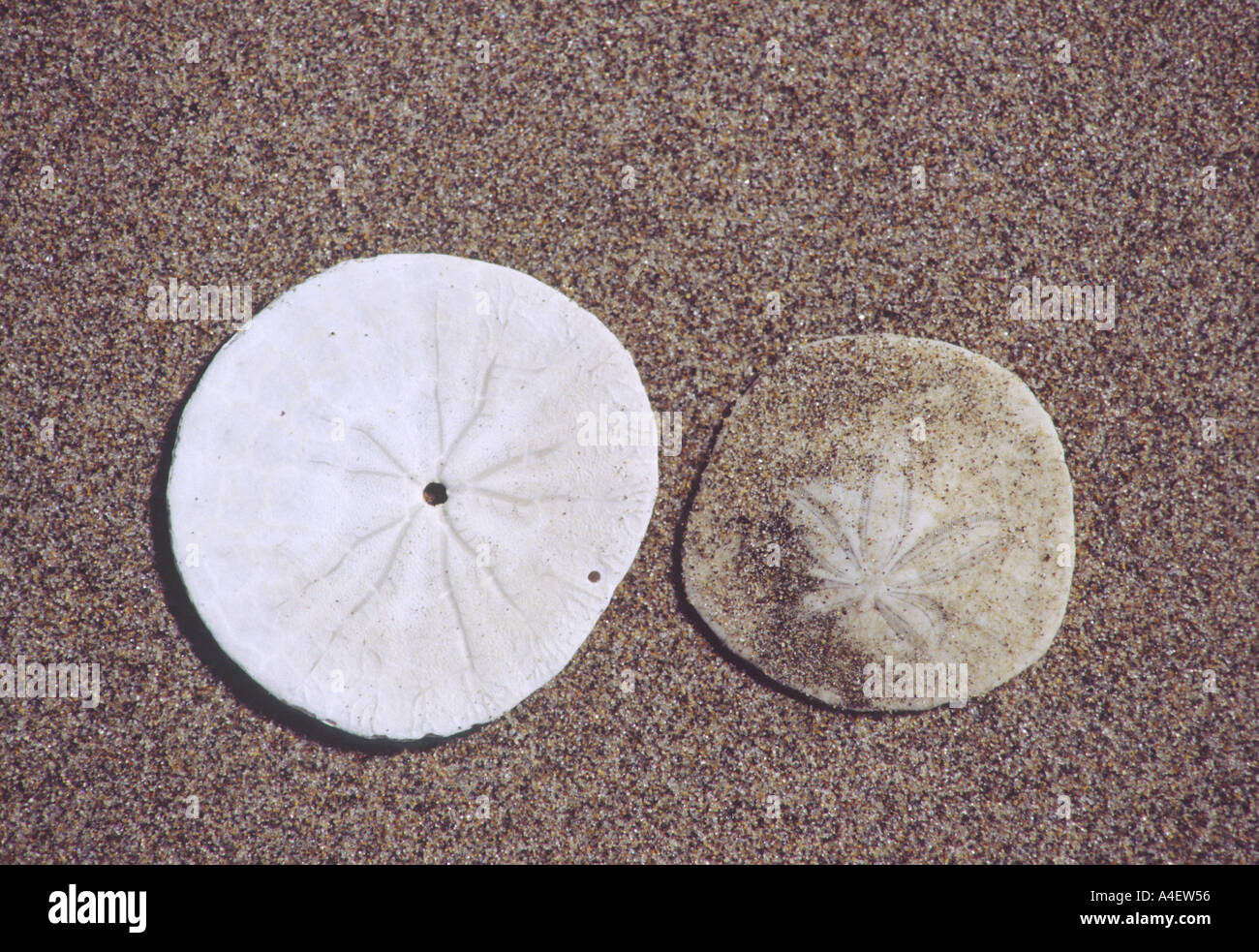 Dead sand dollars hi-res stock photography and images - Alamy