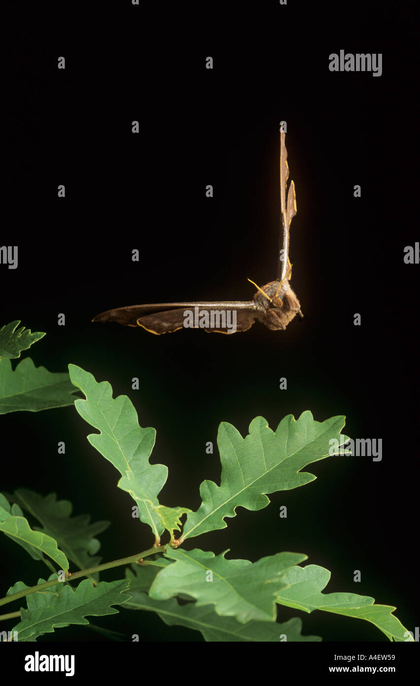 Chinese oak moth Stock Photo - Alamy