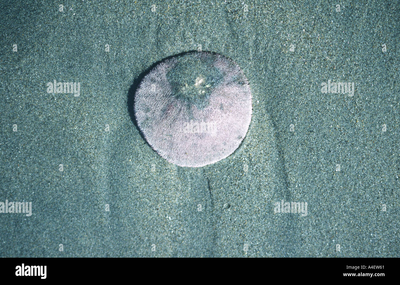 San dollar beach hi-res stock photography and images - Alamy