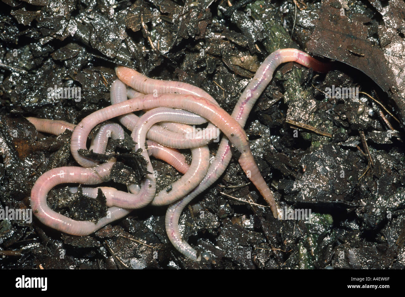 Earthworm Nephridia