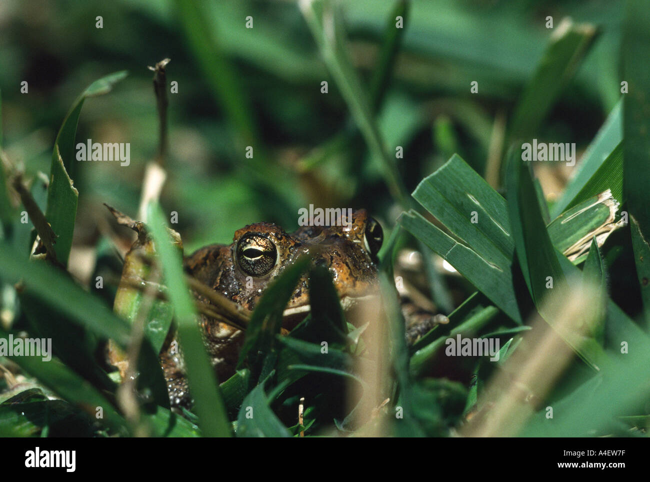 Bufo Toad Florida High Resolution Stock Photography and Images - Alamy